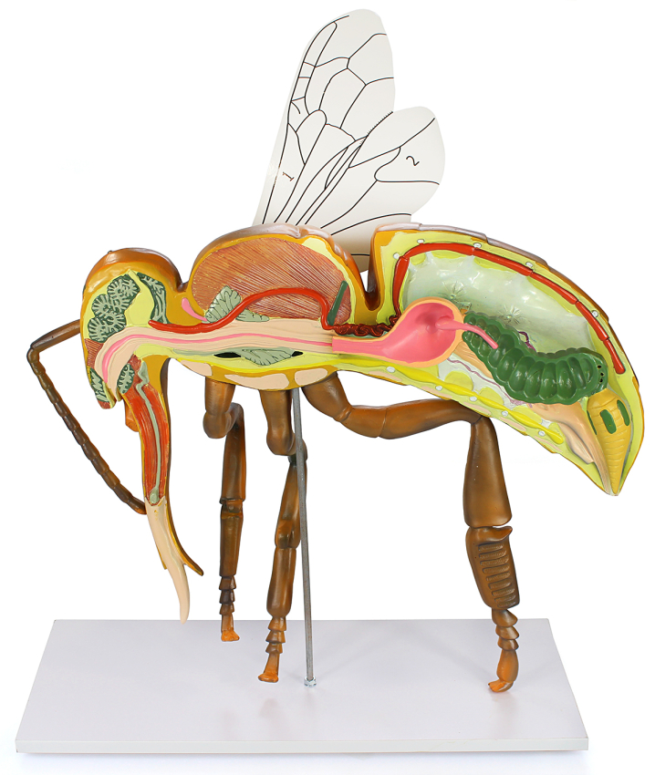 Holtermann Imker-Shop - Special Offers Model Anatomy of the Honey Bee